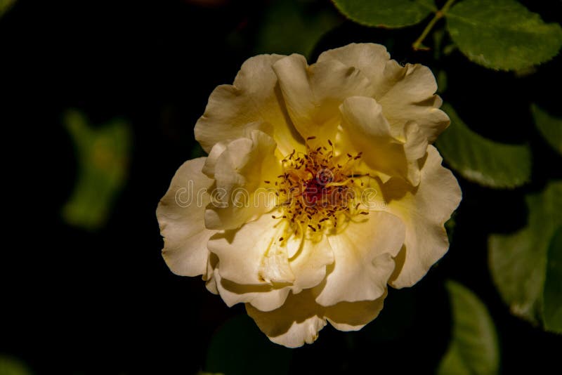Yellow Rose Blossom Open and Showing Its Center Stock Image - Image of ...