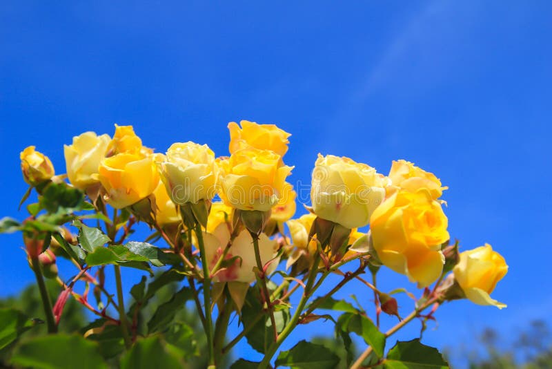 Colorful Yellow Roses with Blue Sky Background. Stock Image - Image of ...