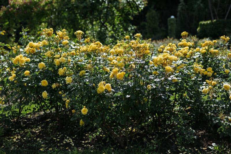 A Yellow Rose in a Botanical Garden. a Bush of Yellow Roses in the ...