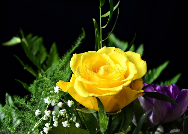 Yellow rose in bouquet stock photo. Image of beauty, declaration - 23154204