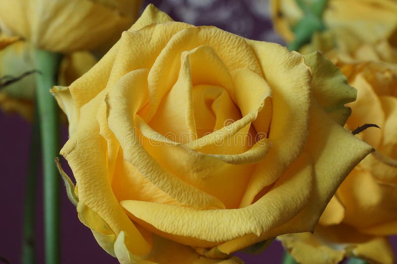 The Yellow Rose. Bouquet. Macro Stock Image - Image of single, leaf ...