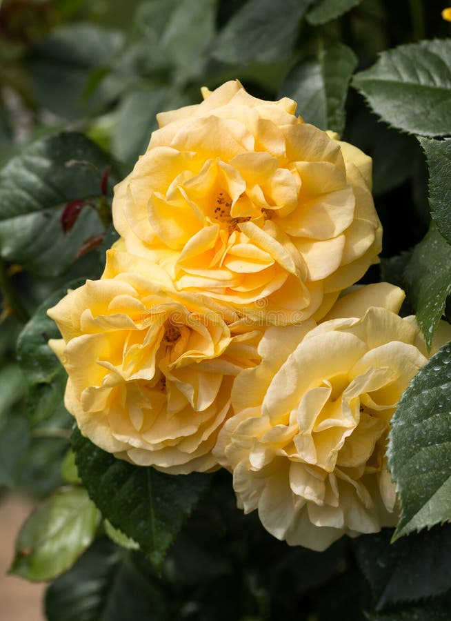 Yellow Rose on the Branch in the Garden Stock Photo - Image of branch ...