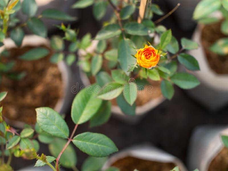 Yellow Rose Bud stock image. Image of close, holiday - 90014609