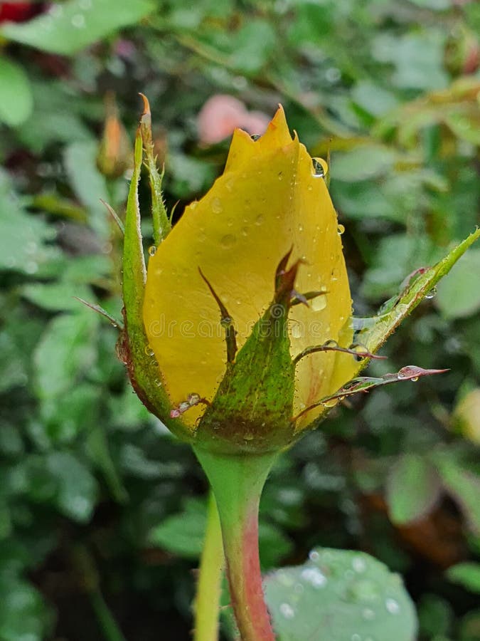 A Yellow Rose Bud in the Garden Stock Photo - Image of floral, rose ...