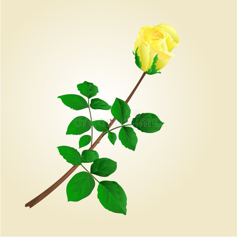 Yellow Rose Bud with Leaves Vector Stock Vector - Illustration of ...