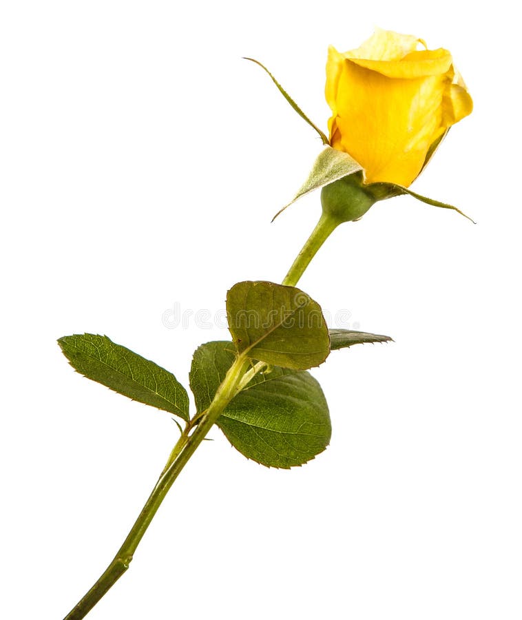 A Yellow Rose Bud on the Stem. Isolated on White Stock Photo - Image of ...