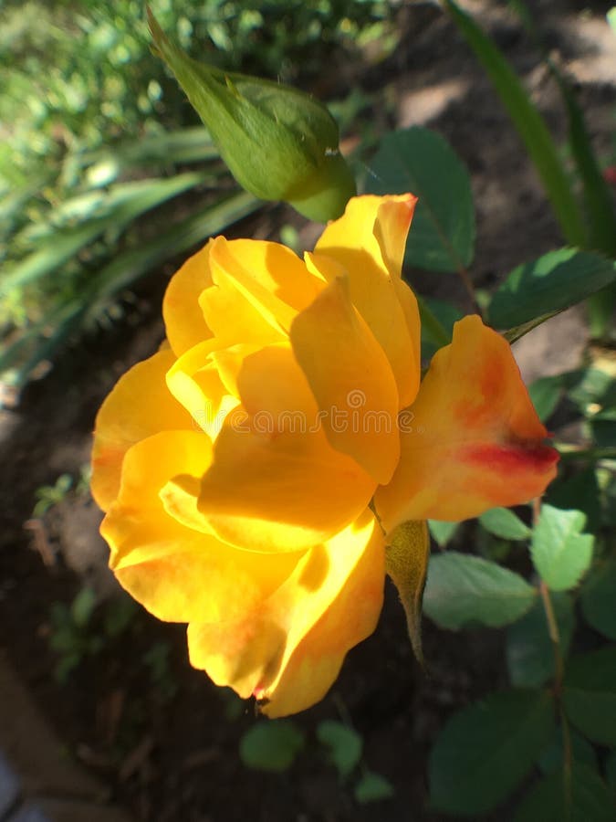 Morning Yellow Rose with Bud in Sunlight Inspiring Stock Image - Image ...