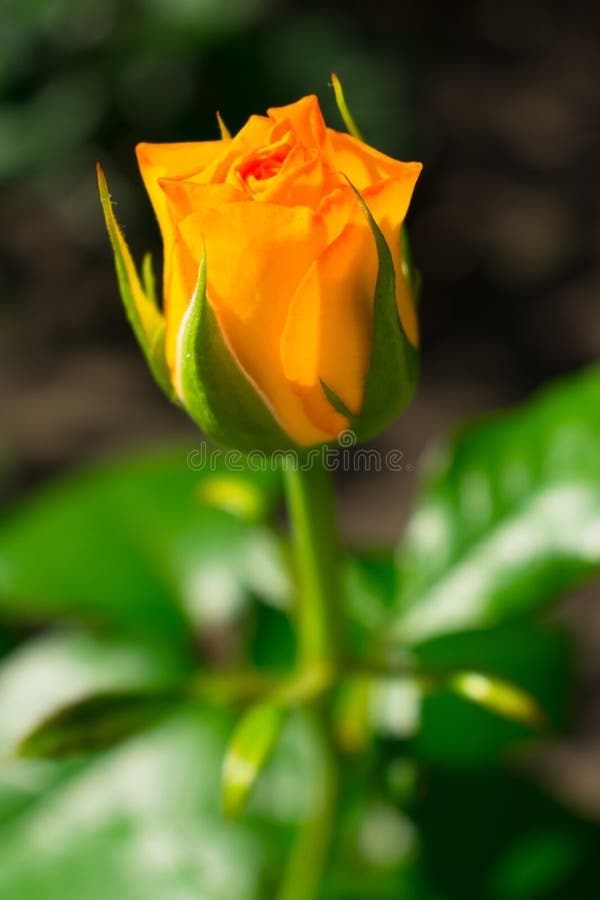 Yellow Rose. Unopened Rose Bud in the Garden Stock Photo - Image of ...
