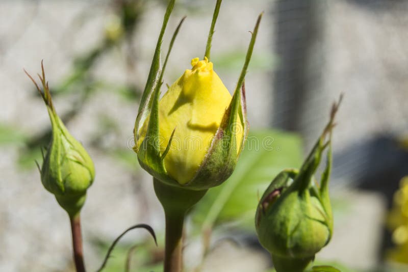 Yellow rose buds stock photo. Image of closeup, fresh - 53637062