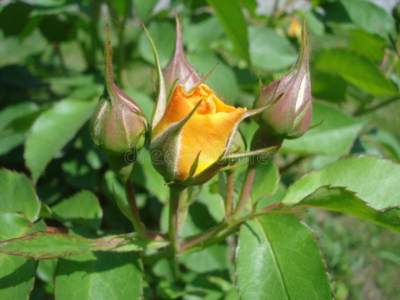 Yellow rose buds stock image. Image of horticulture, decorative - 30929821