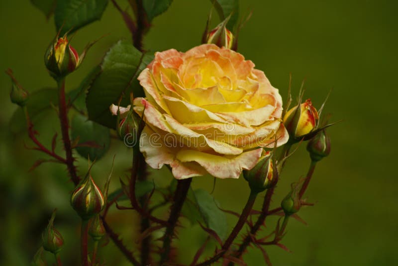 Yellow rose with buds stock image. Image of bloom, open - 160964459