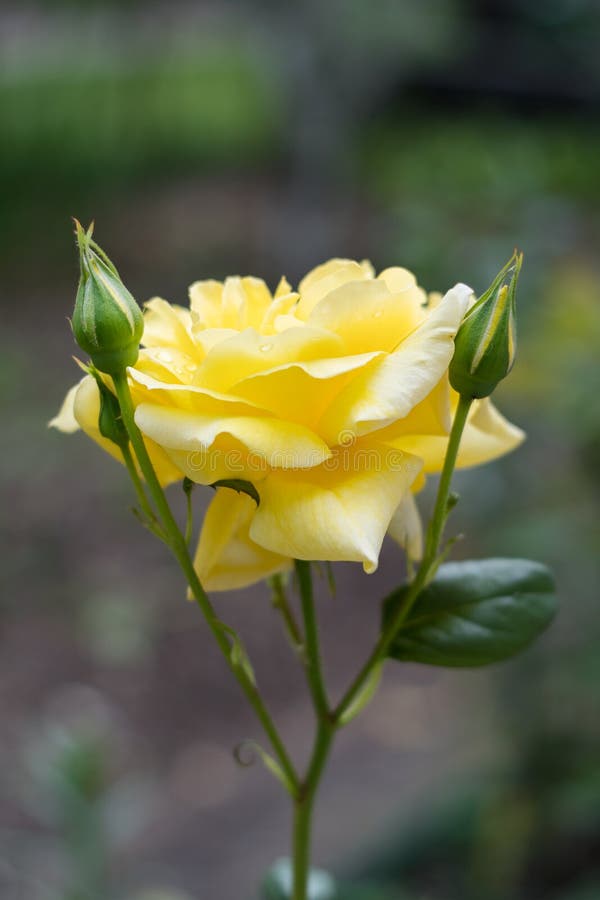 Yellow rose with buds stock image. Image of grow, blur - 98862551