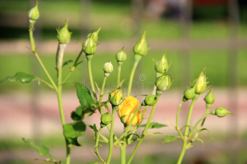 Yellow rose buds stock image. Image of unopened, roses - 118445369