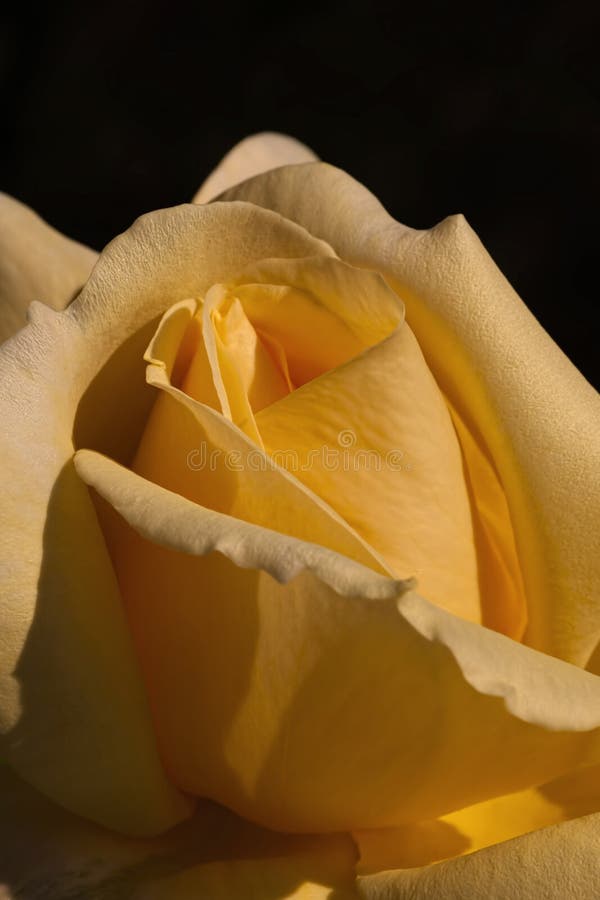 Yellow Rose stock photo. Image of excellent, beautiful - 50533286
