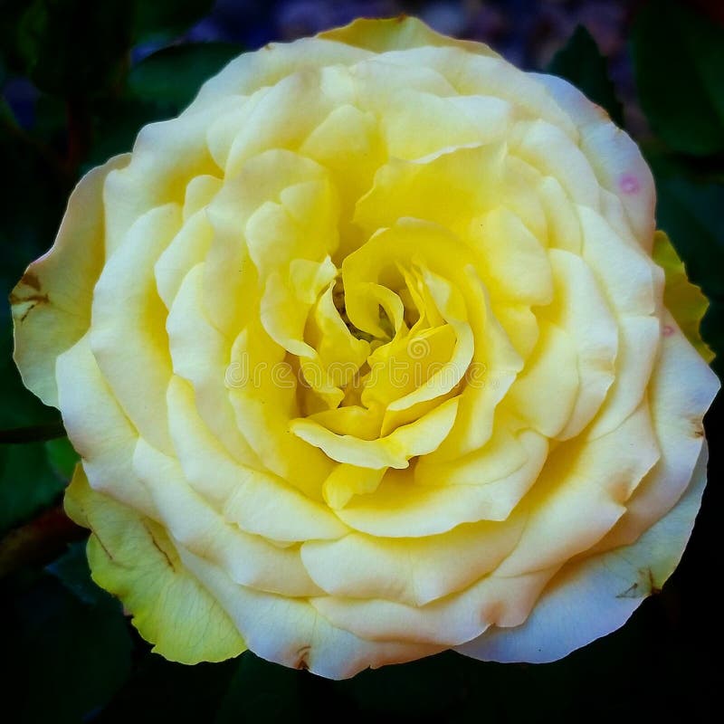 Single Yellow Rose stock image. Image of love, close - 61093577