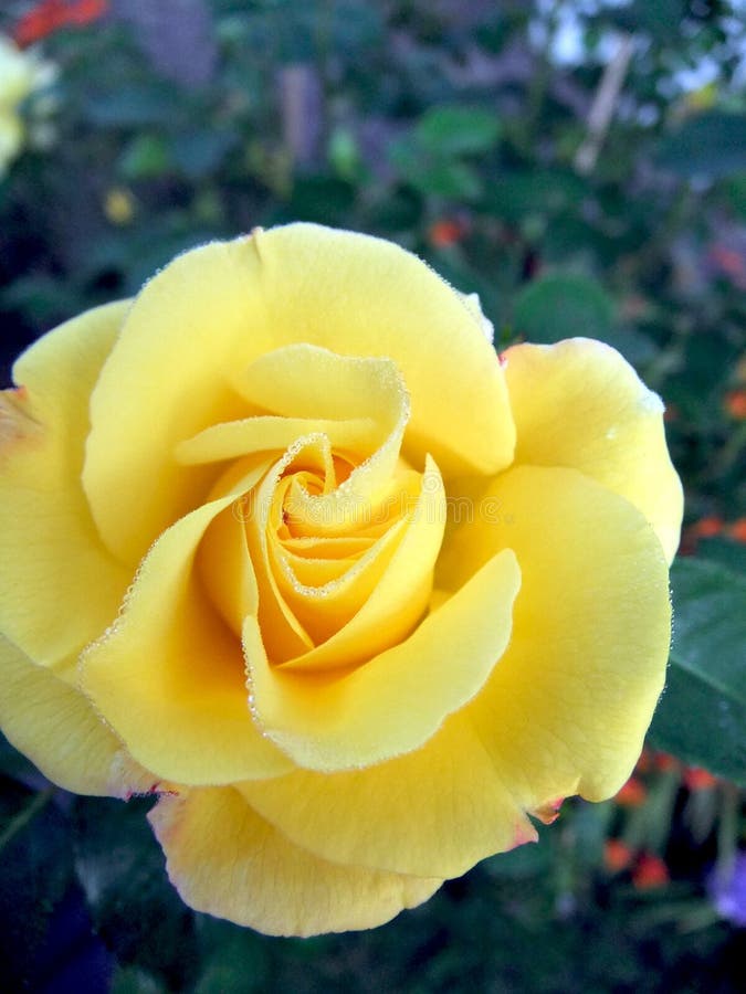 Yellow Rose stock image. Image of water, floral, flora - 115006209