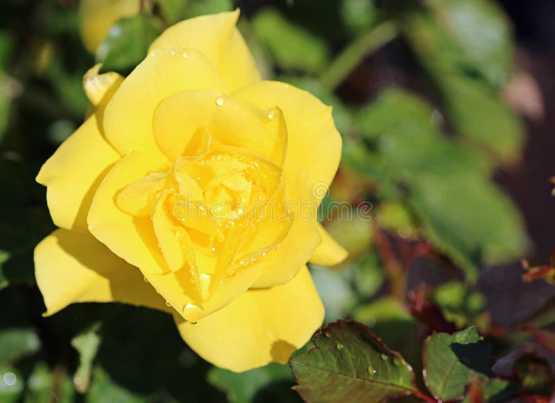 Yellow Rose stock image. Image of petals, close, bloom - 99789945