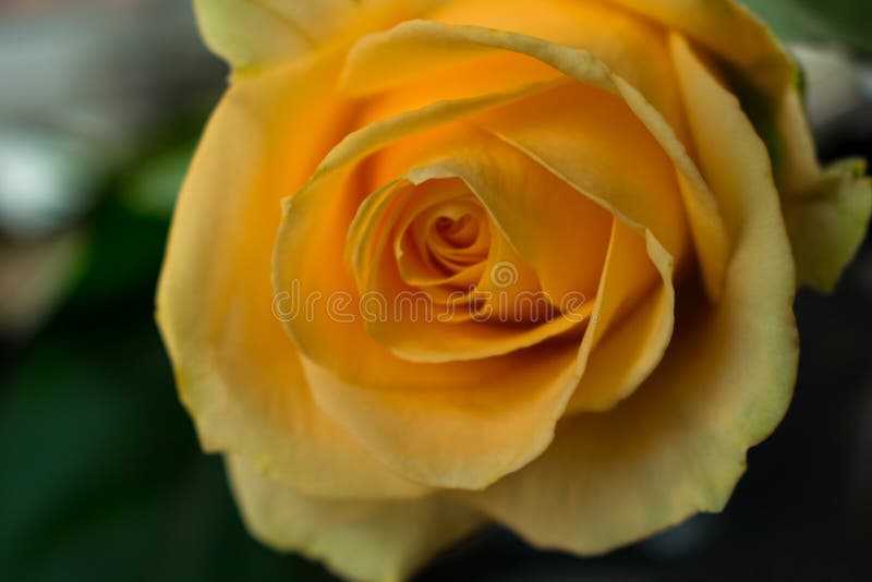 Yellow rose close up stock image. Image of flora, isolated - 143732429