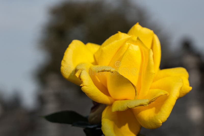 Yellow Rose Close-up Outdoors. Stock Photo - Image of yellow, bright ...