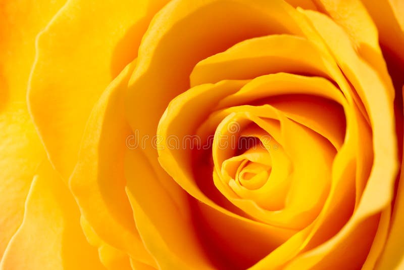 A yellow rose close-up. stock photo. Image of passion - 103730706