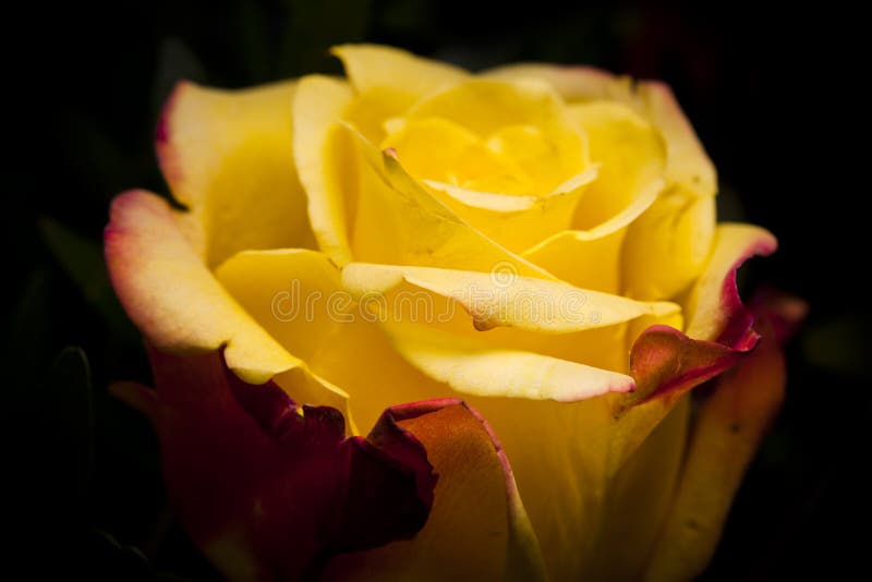 Yellow rose stock image. Image of decoration, black, garden - 91288145