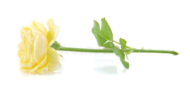 Yellow Rose Close Up on White Background. Stock Image - Image of ...