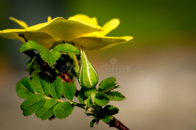Yellow rose and closed bud stock photo. Image of birthday - 73531470
