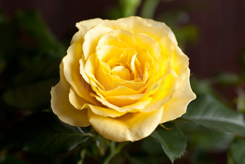 Yellow rose stock photo. Image of feeling, closeup, holiday - 43059980