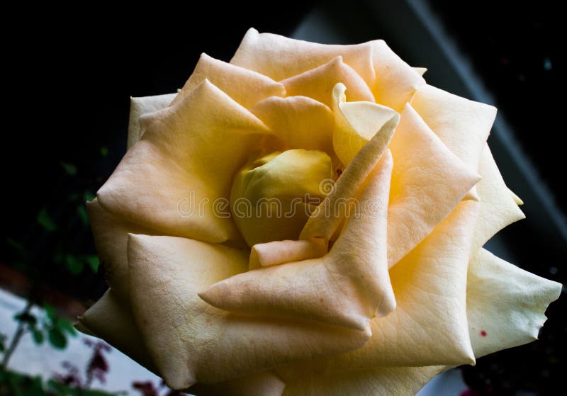 Yellow rose closeup stock image. Image of petal, freshness - 131698895