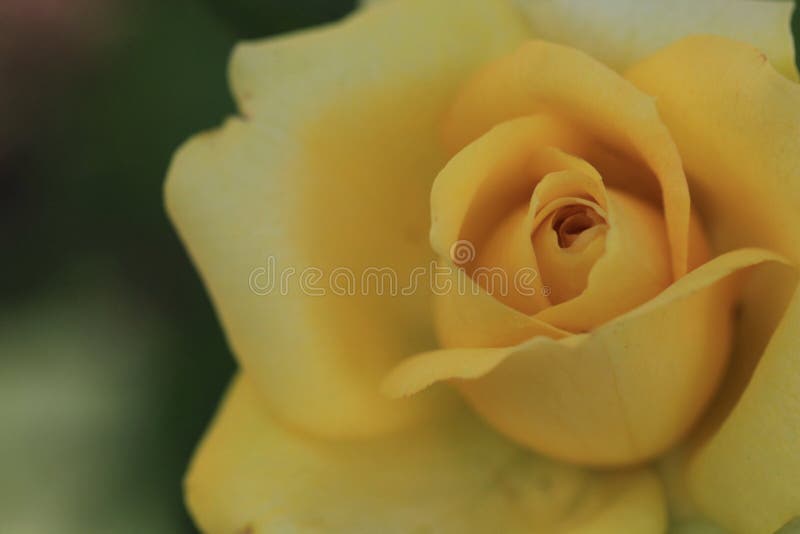 Yellow rose stock image. Image of closeup, flora, flower - 42760601