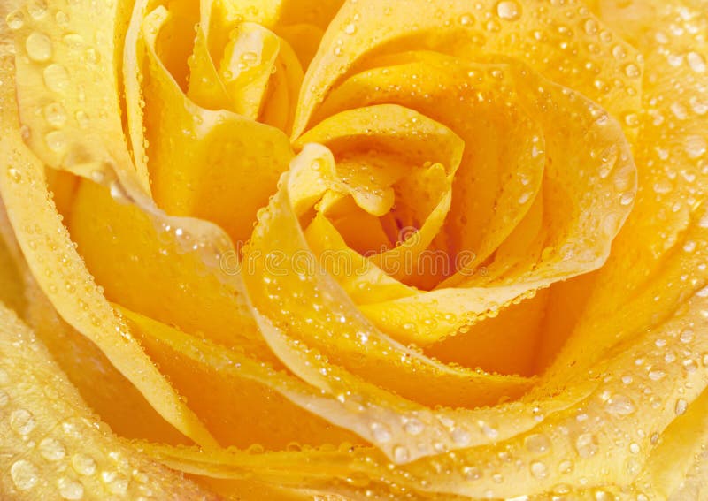 Yellow rose closeup head stock image. Image of single - 29348517