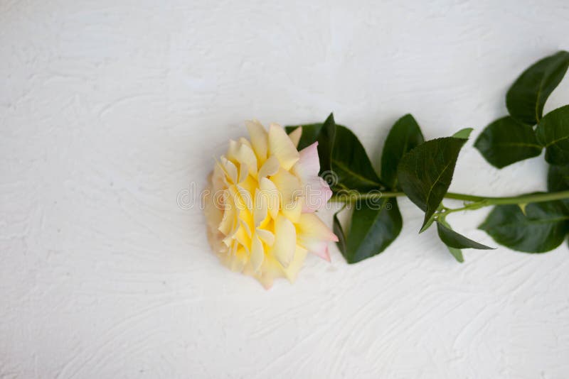 Yellow Rose Closeup Isolated on White Background Stock Illustration ...