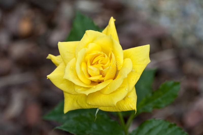 Yellow Rose stock photo. Image of summer, drop, beautiful - 75253420