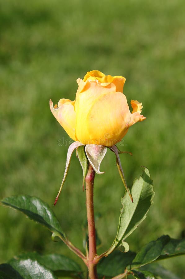 Yellow rose stock photo. Image of closed, delicate, green - 79905536