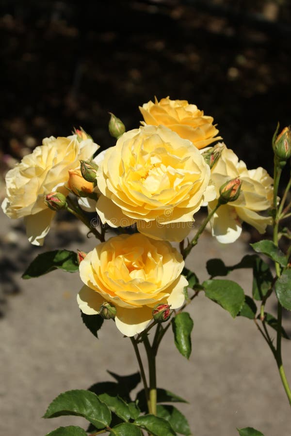 Yellow rose cluster stock photo. Image of yellow, full - 54785224