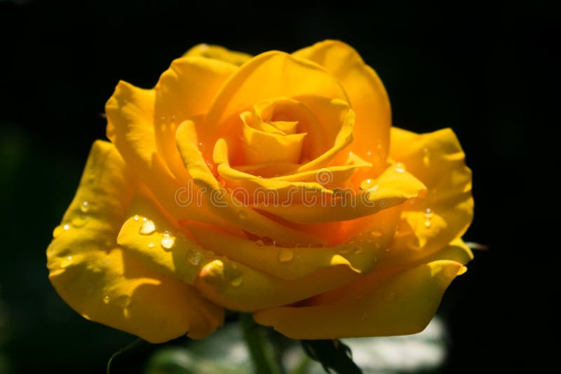 Yellow Rose with Dew Drops. Close-up. Stock Photo - Image of drops ...
