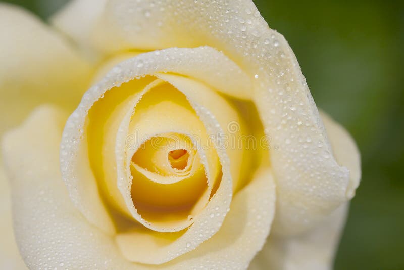 Yellow Rose with Dew stock photo. Image of macro, flower - 57724376