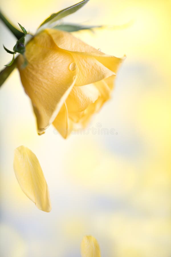Yellow Rose Dropping Petals Stock Image - Image of positive, crying ...