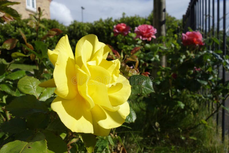 Yellow rose stock photo. Image of liverpool, bloom, park - 55699142