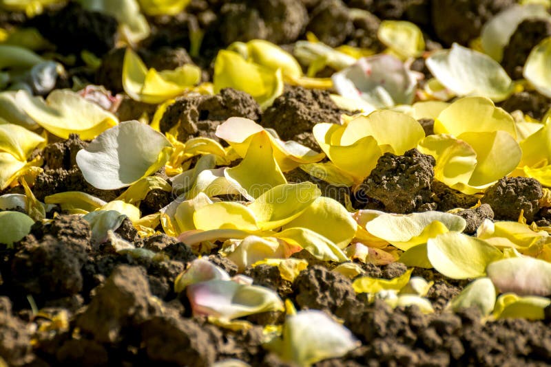Yellow rose fallen petals stock photo. Image of finish - 54927324