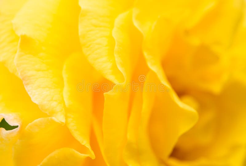 Yellow Rose Flower As Close Up Stock Photo - Image of card, green: 71597924