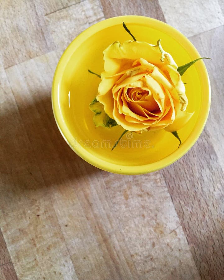 Yellow rose stock image. Image of wooden, table, chill - 77058737