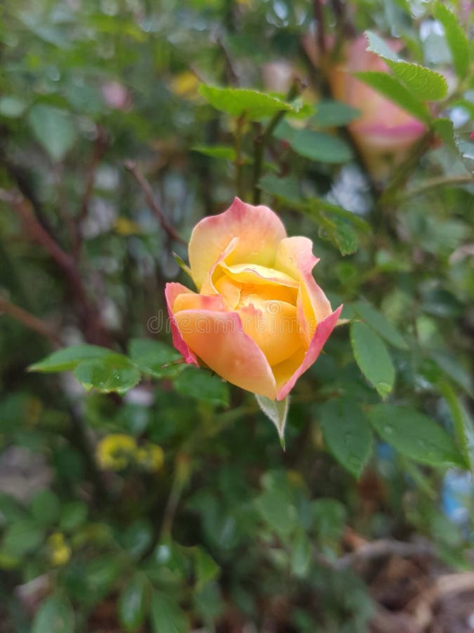 Yellow rose flower stock photo. Image of plant, green - 253387672