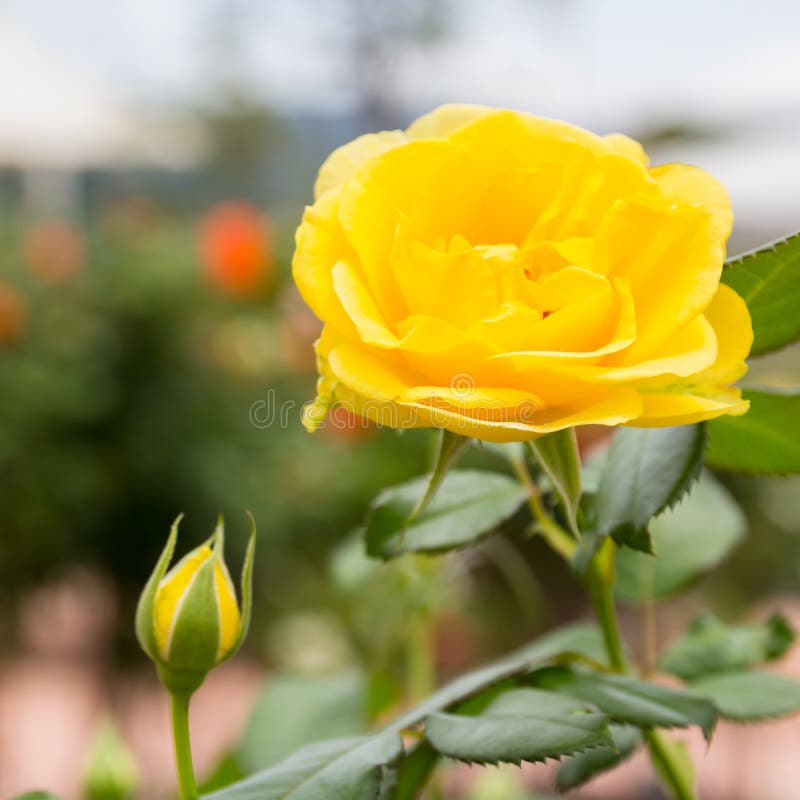 Yellow rose flower. stock photo. Image of fresh, garden - 98169024