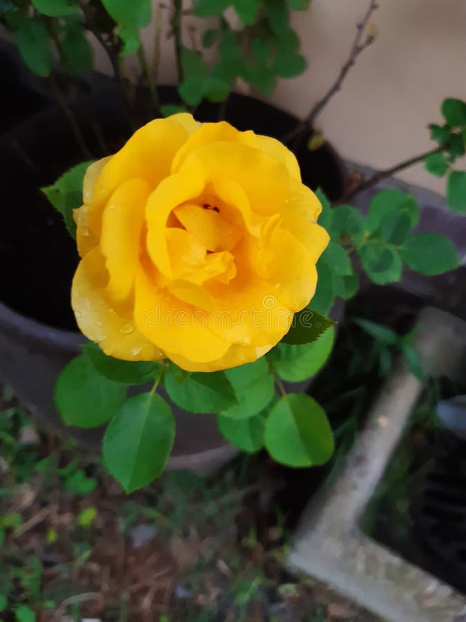 Yellow rose flower stock image. Image of yellow, bush - 251786917