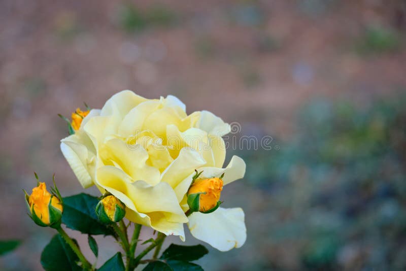 Yellow Rose Flower on the Bush with Blurred Background Stock Image ...