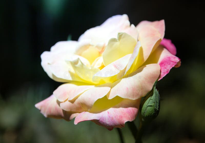 Yellow rose flower stock photo. Image of flower, roses - 141101824