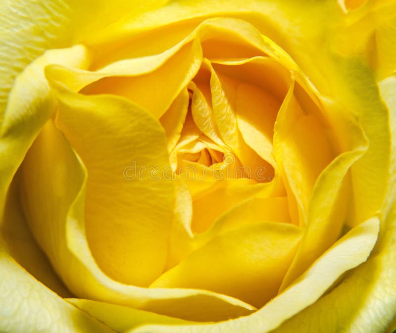 Yellow Rose Flower Close Up, Texture. Stock Photo - Image of plant ...