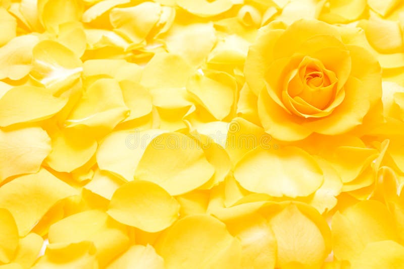 Yellow rose flower stock image. Image of decoration, brightly - 90779913