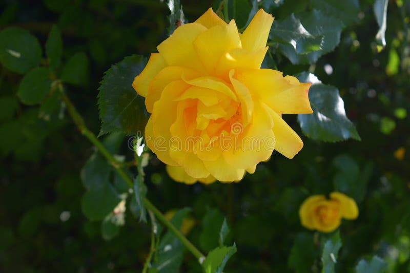 Yellow Rose Flower in the Garden Stock Photo - Image of leaf, love ...